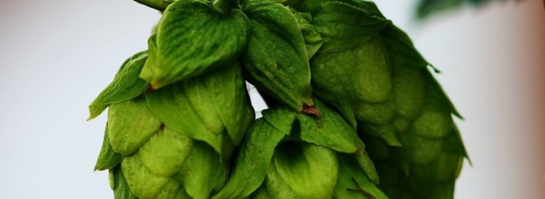 Learn to Brew Beer - The Ultimate Beginner's Guide to Home Brewing