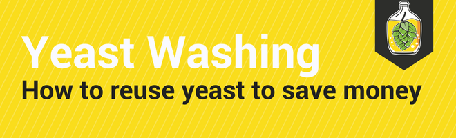 Yeast Washing: How to reuse brewing yeast to save money - BeerCraftr